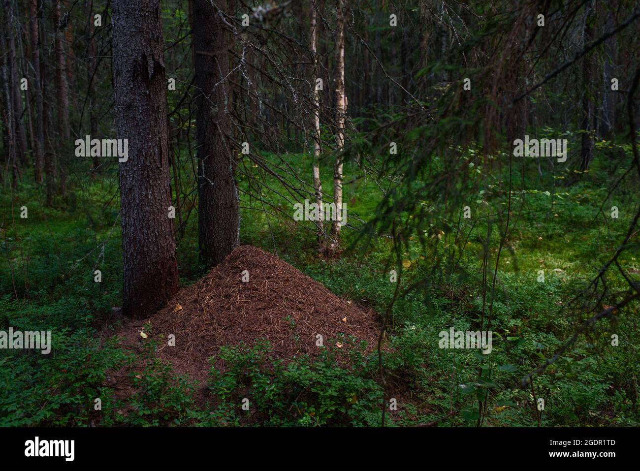Forest landscape. An anthill under tall fir trees in the taiga forest ...