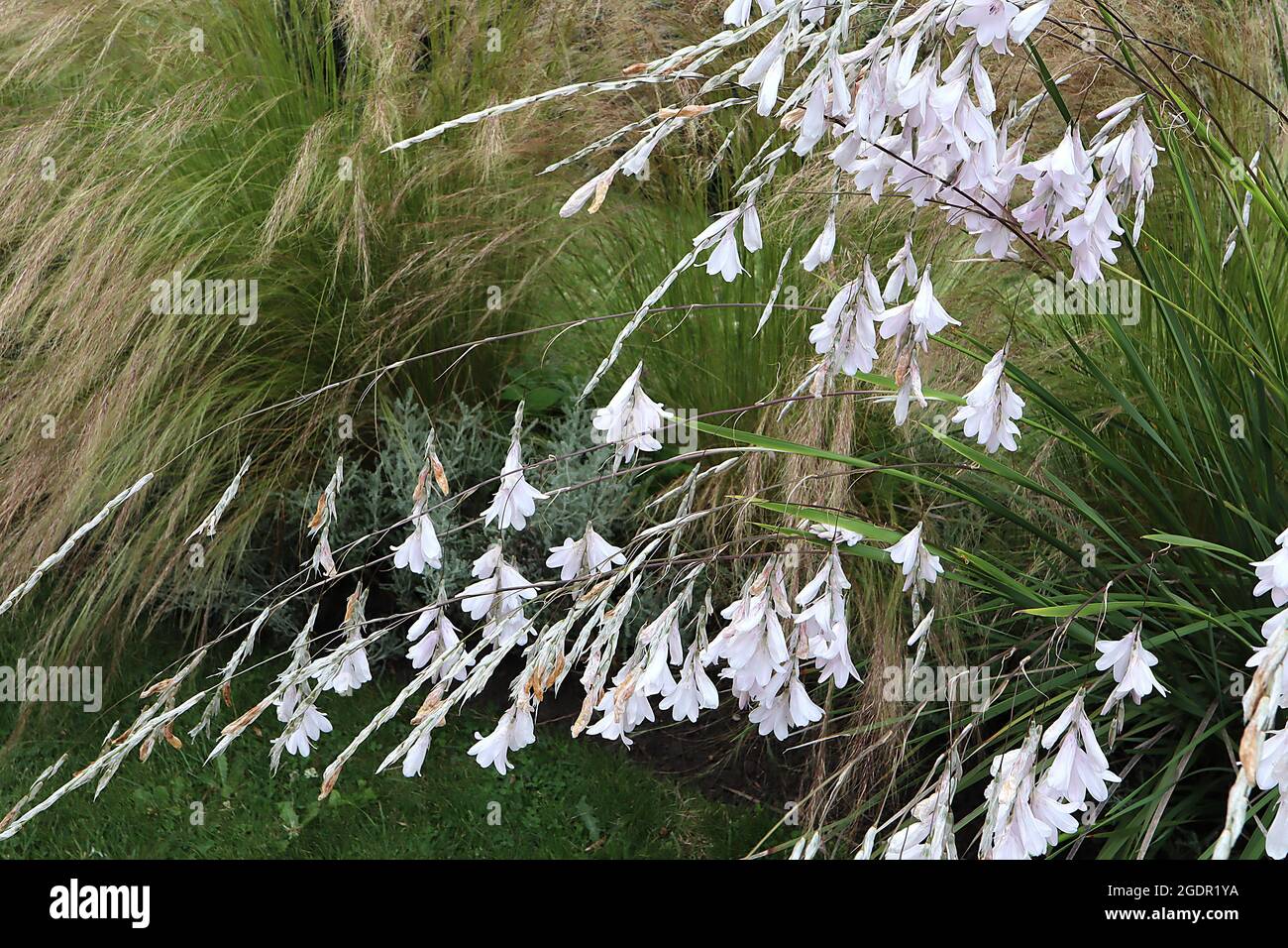 Dierama ‘Guinevere’ angels fishing rod Guinevere – arching stems of ...