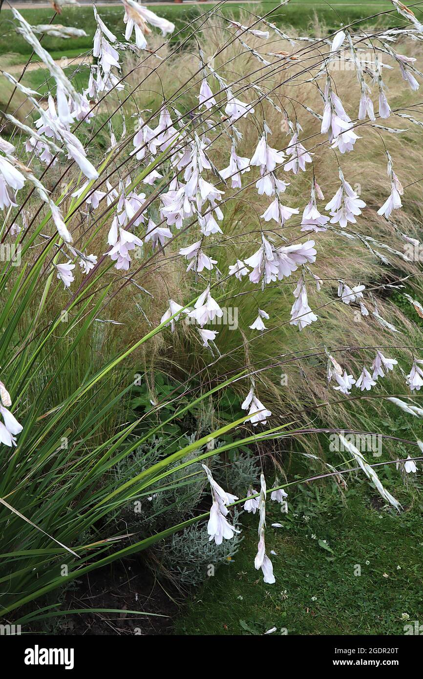 Dierama ‘Guinevere’ angels fishing rod Guinevere – arching stems of ...