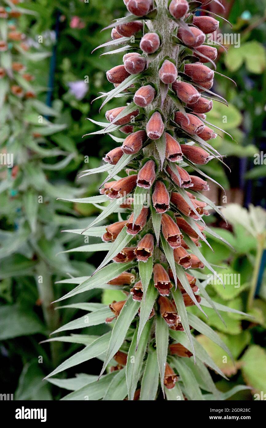 Digitalis parviflora small-flowered foxglove – dense flower spike of ...