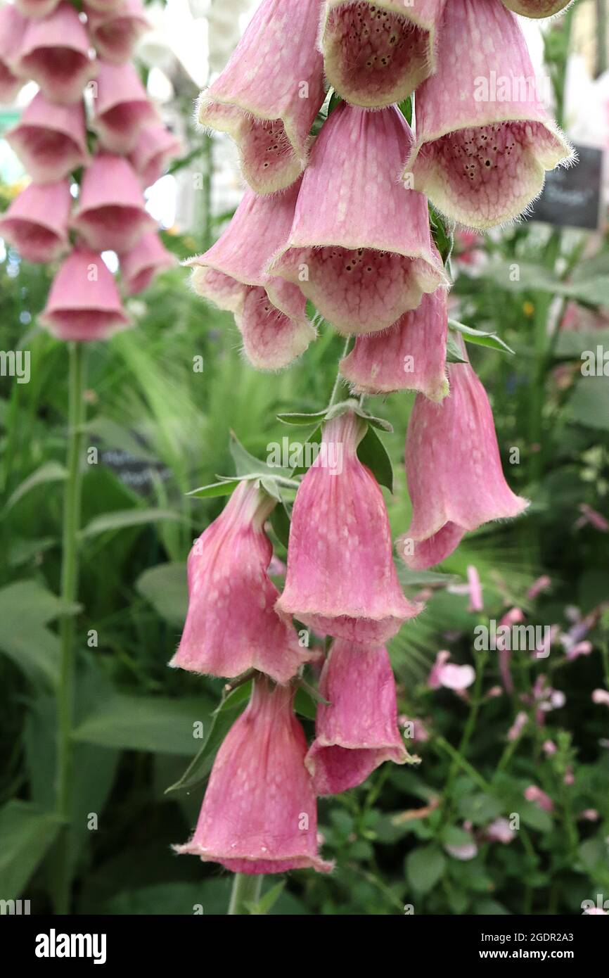 Digitalis x mertonensis strawberry foxglove open bell-shaped dusky pink ...