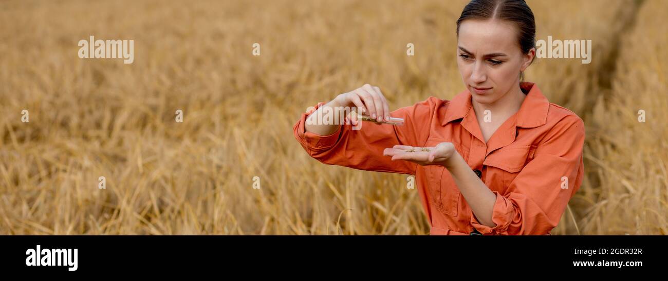 Agronomist holding test tube with barley grains in field, closeup ...