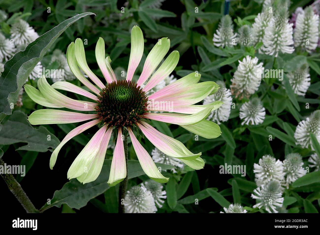 Echinacea purpurea ‘Green Twister’ coneflower Green Twister – upturned ...