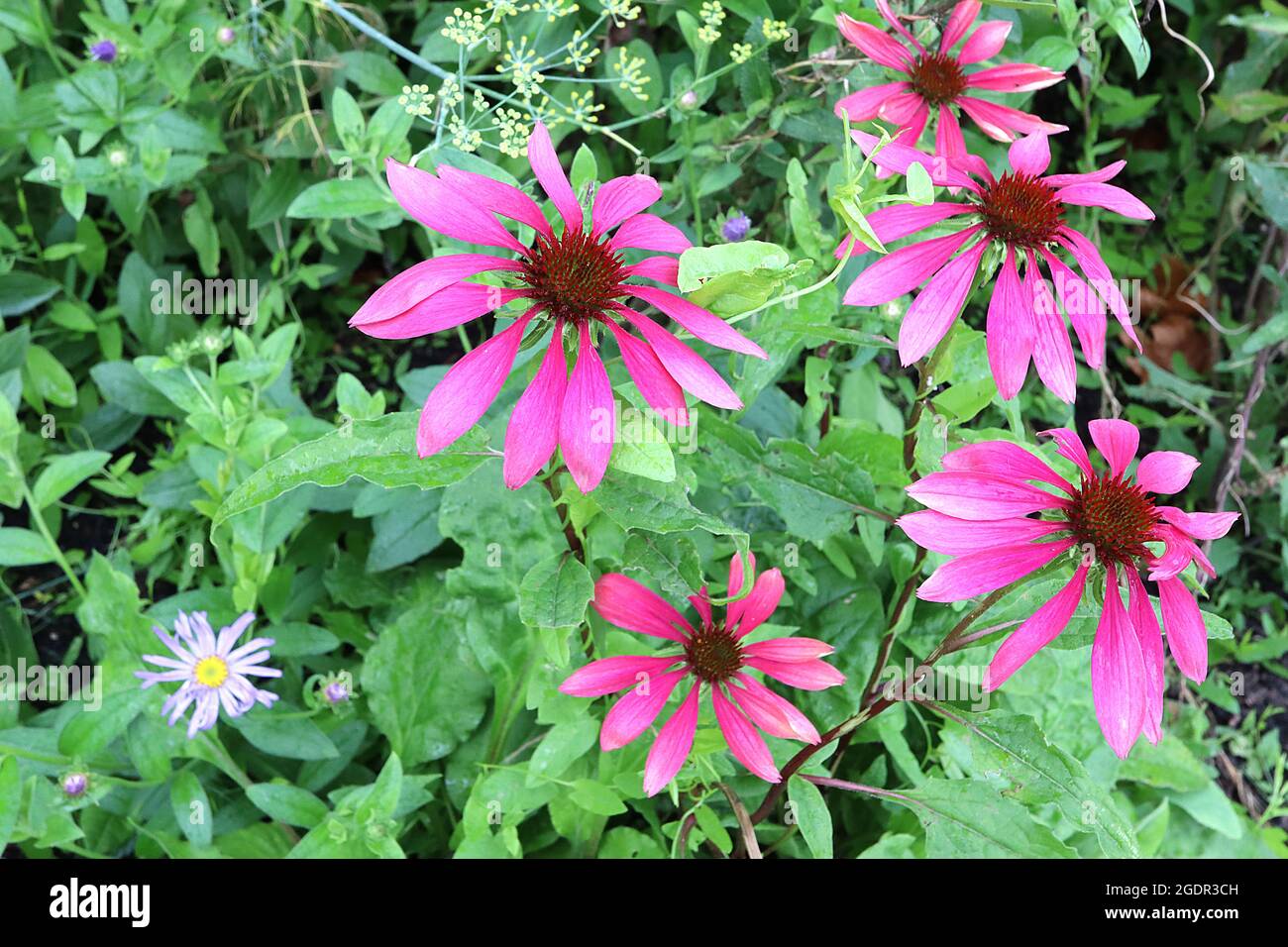 Echinacea purpurea prairie splendor hi-res stock photography and images ...
