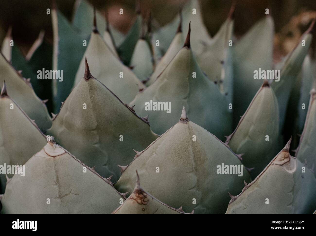 Parry's Agave High Resolution Stock Photography and Images - Alamy