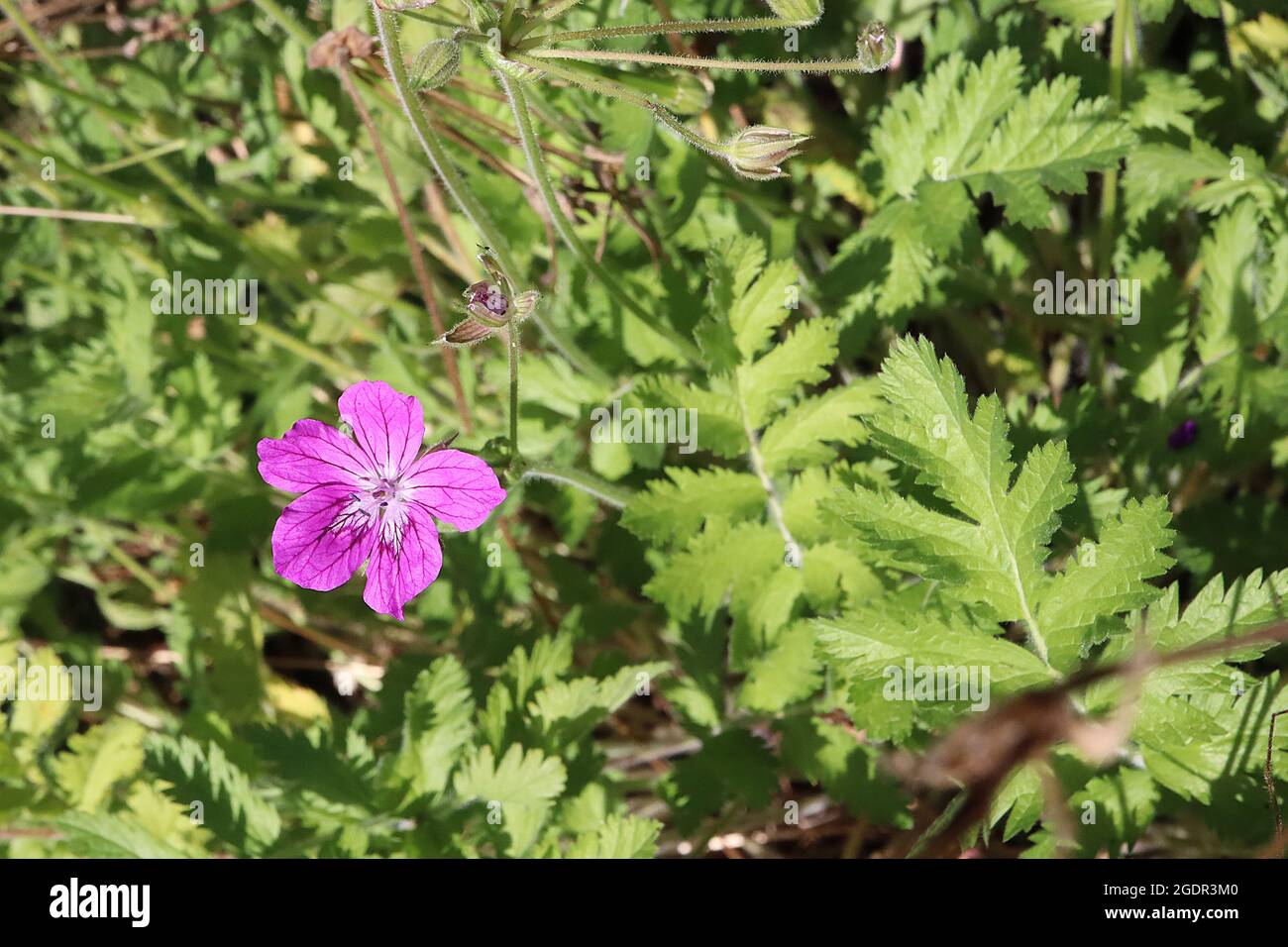 Storks uk hi-res stock photography and images - Alamy