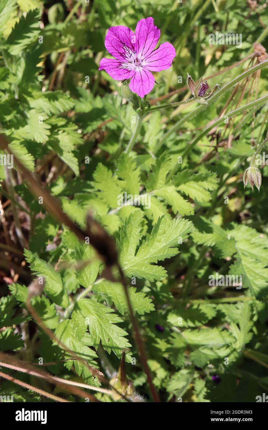 Erodium manescavi Manescau storksbill – deep pink flowers with purple ...