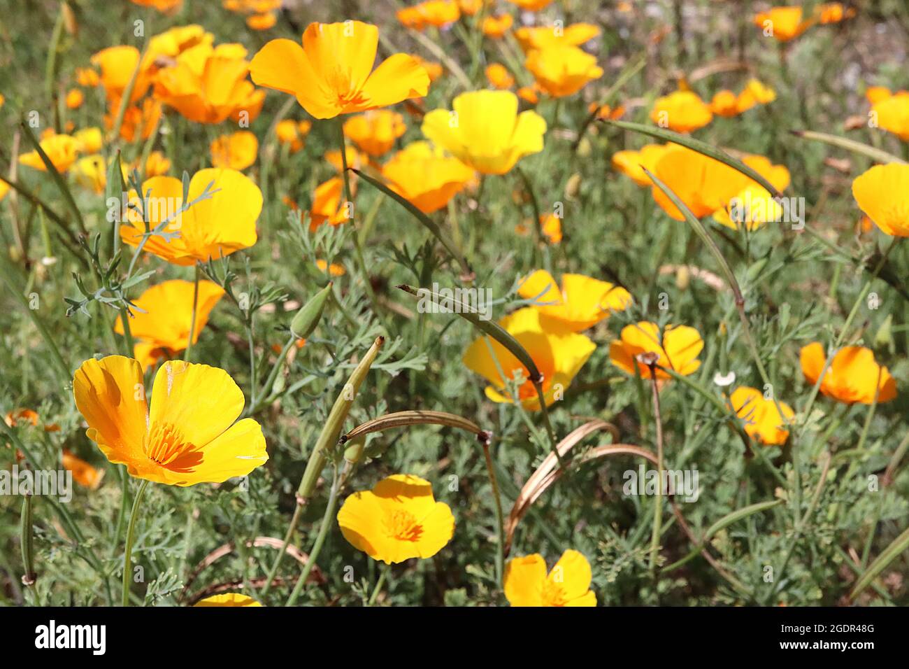 Escholzia californica YELLOW California poppy – silky cup-shaped golden ...