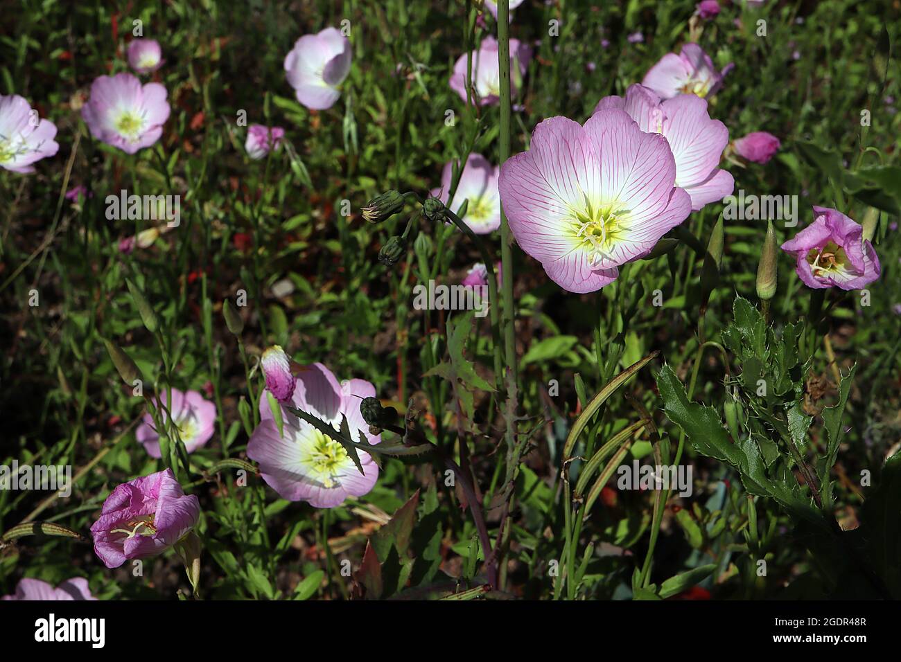 Escholzia californica PINK California poppy – silky cup-shaped medium ...