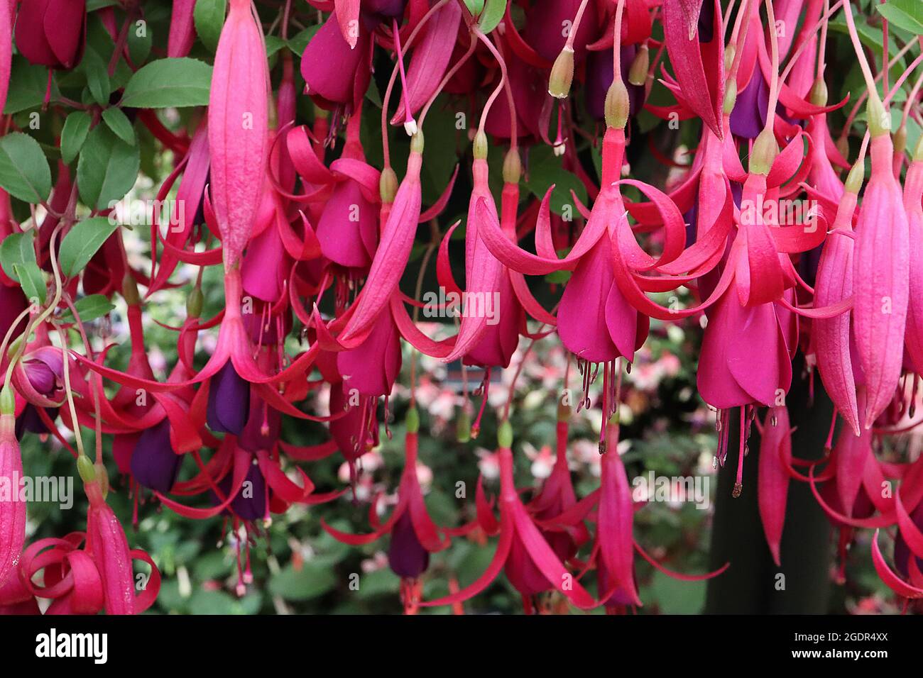 Fuchsia ‘Delicate Purple’ dark purple tube, recurved crimson sepals ...