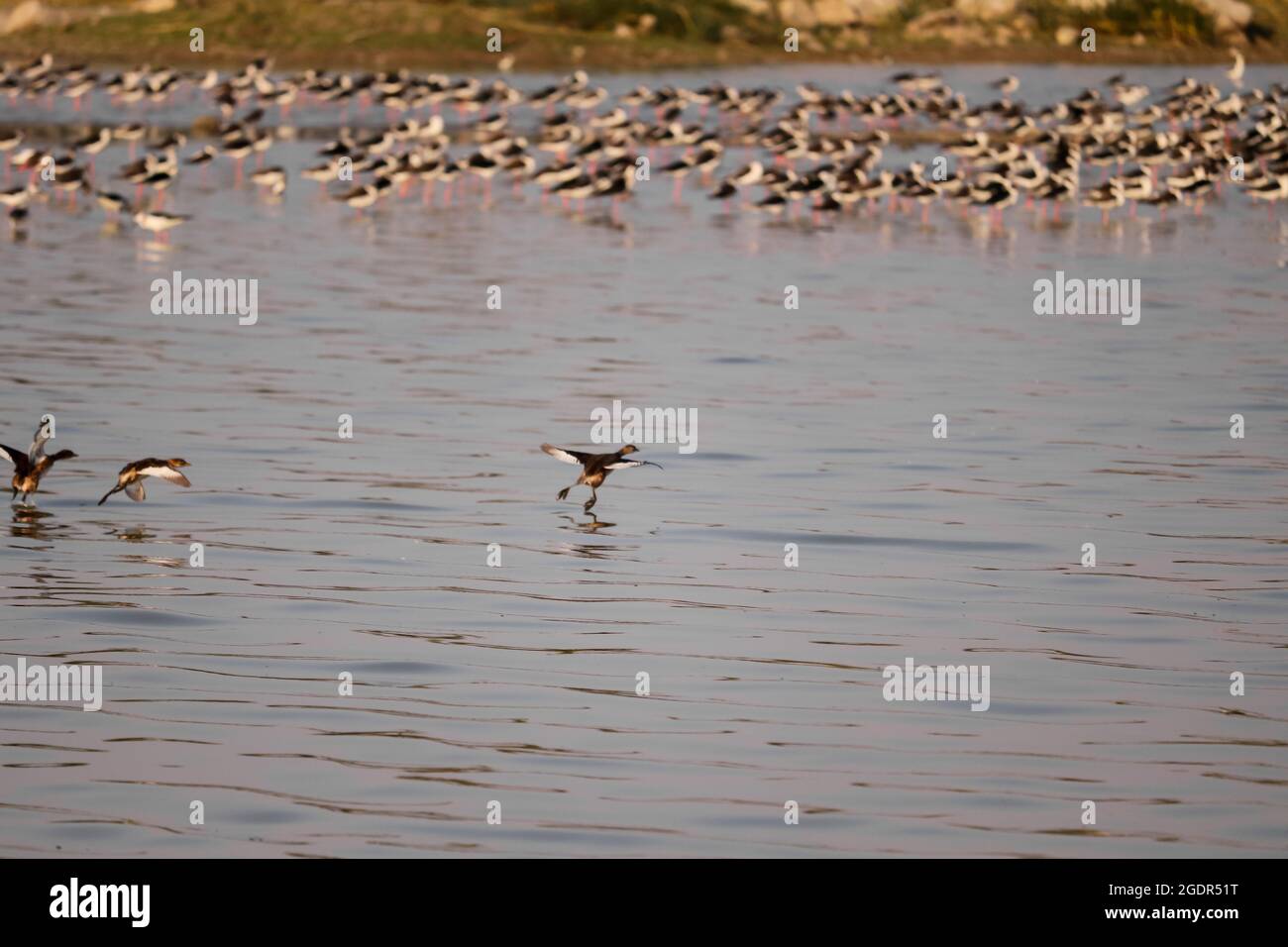 Group of seabirds standing in a water Stock Photo - Alamy