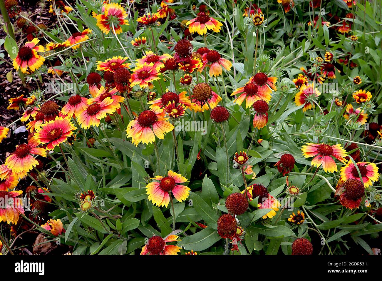 Gaillardia Grandiflora