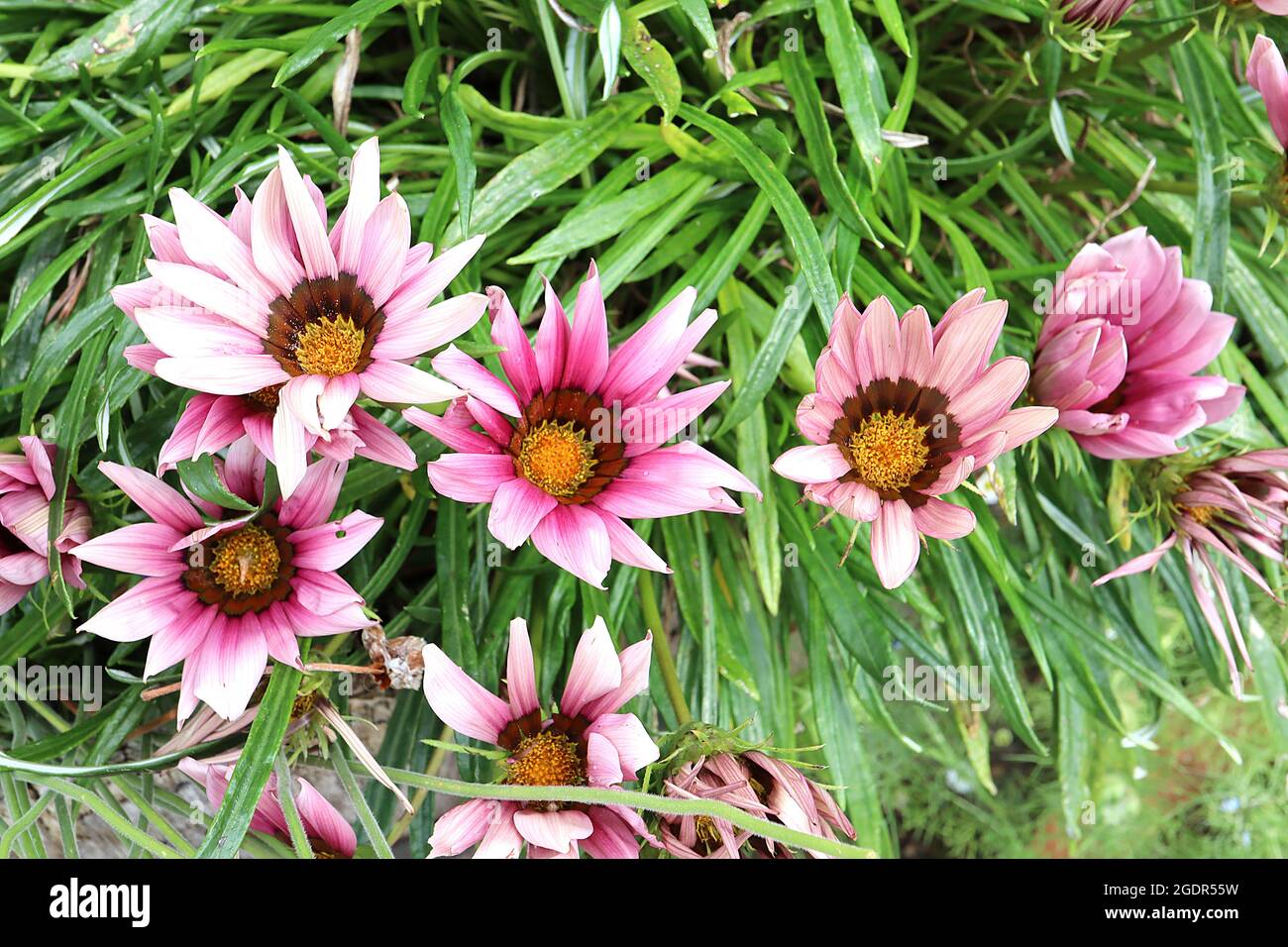 Gazania rigens ‘Daybreak Pink Shades’ treasure flower Pink Shades ...