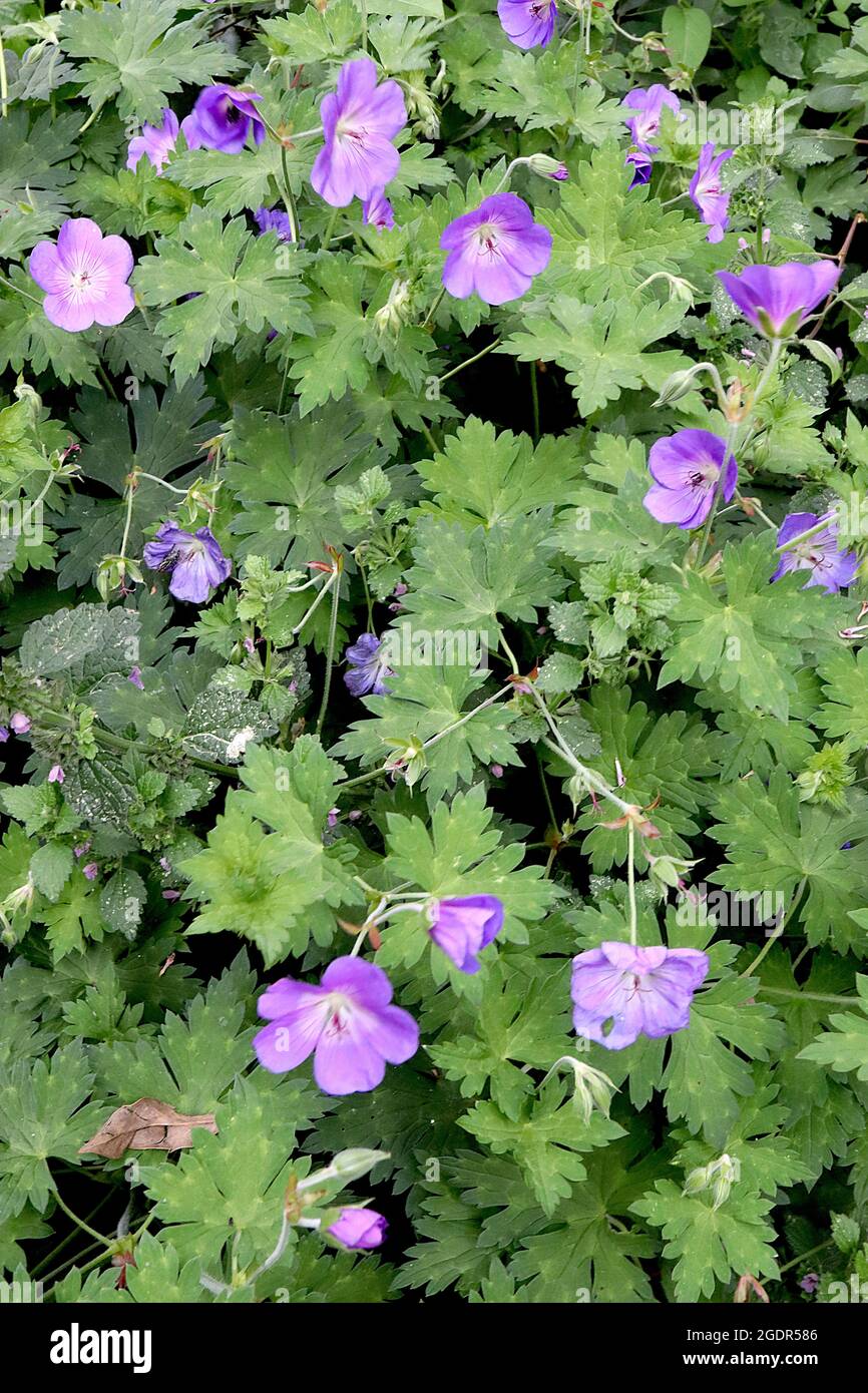 Geranium ‘Rozanne’ Geranium Gerwat – violet blue flowers with white ...