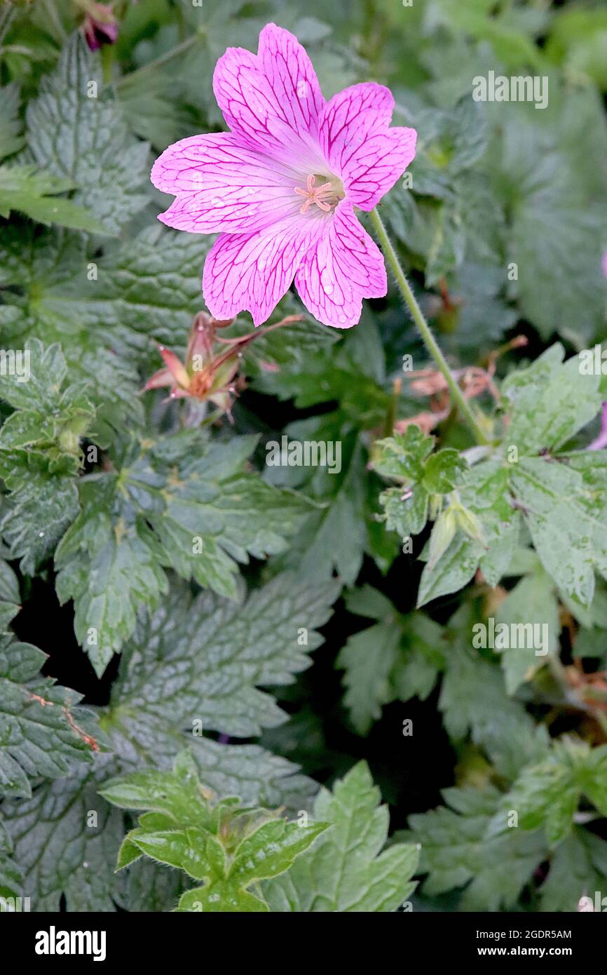Geranium x oxonianum ‘Lace Time’ cranesbill Lace Time - mid pink ...