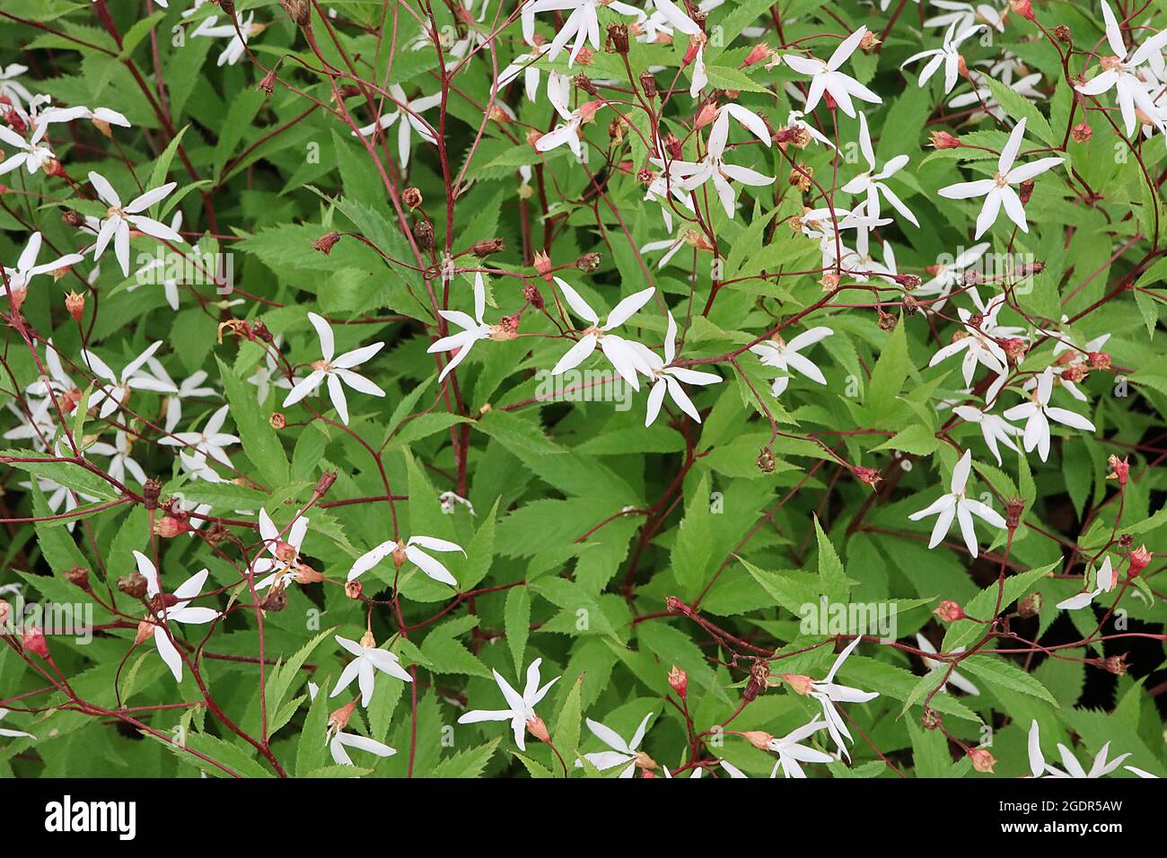 Gillenia trifoliata Bowman’s root – star-shaped white flowers with ...