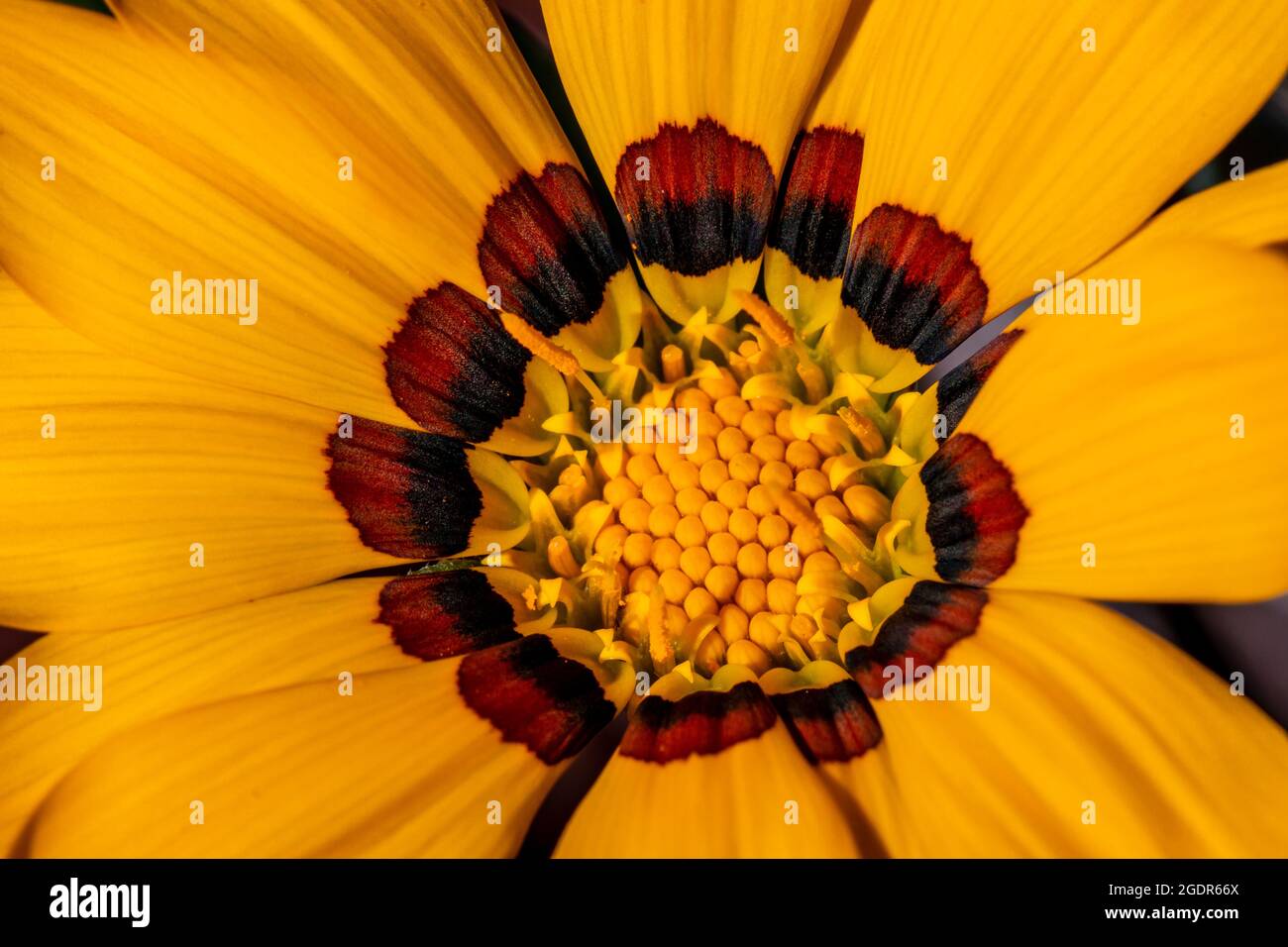 Yellow African daisies flower macro Stock Photo - Alamy