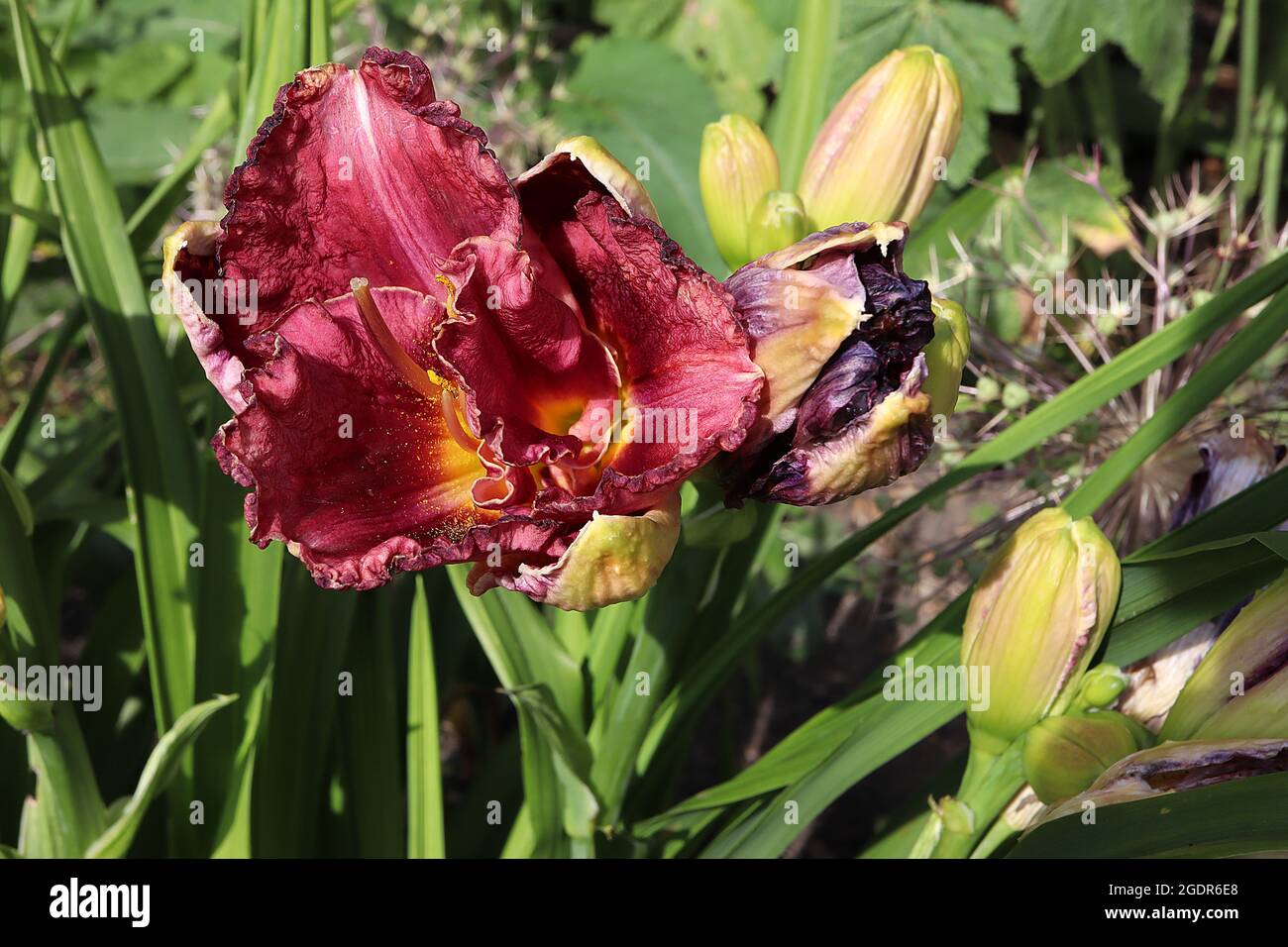 Daylily ring the bells of heaven hi-res stock photography and images ...