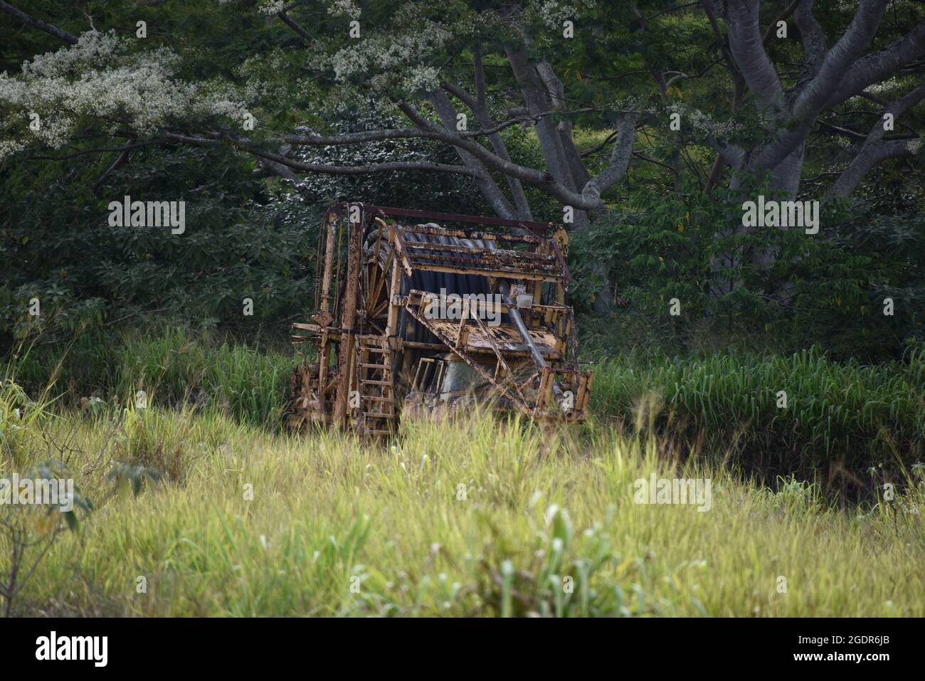Oahu HI U.S.A. 6/3&6/2021. Dole Plantation. Gardens. Pineapple Express ...