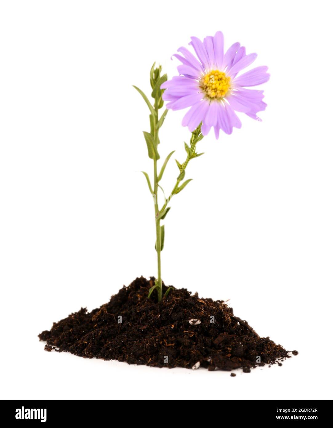 Flower Growing Out Of Soil