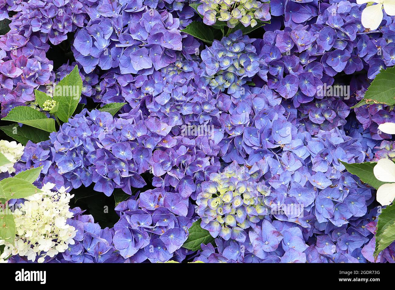 Mophead hydrangea blue flowers hi-res stock photography and images - Alamy