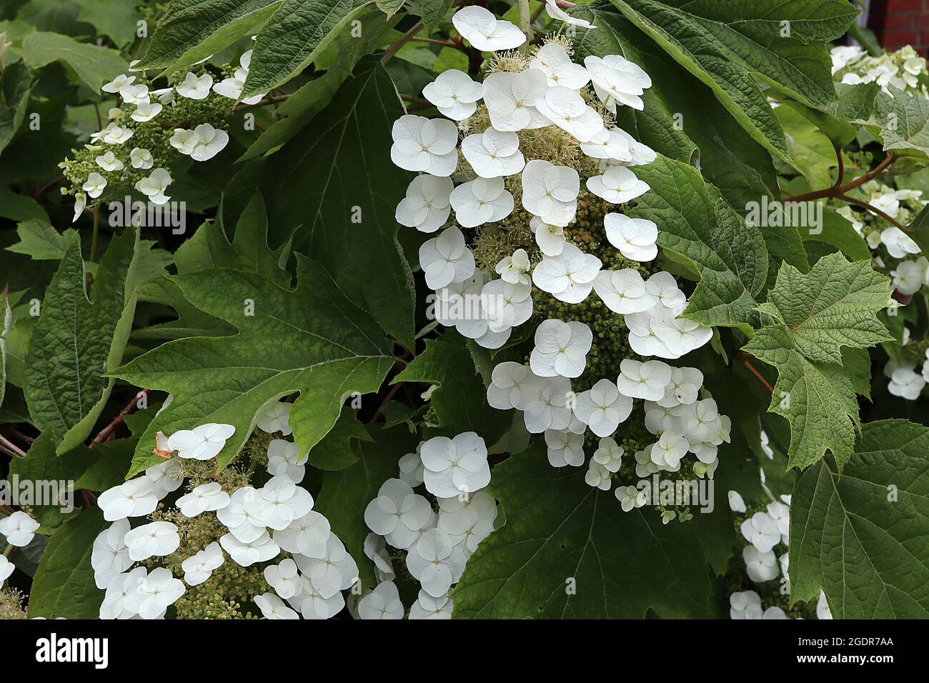 Hydrangea quercifolia ‘Pee Wee’ oakleaf hydrangea Pee Wee – conical ...