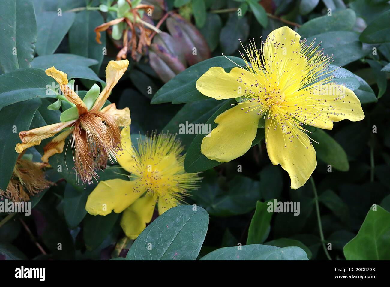 Hypericum calycinum creeping St John’s Wort – golden yellow flowers ...