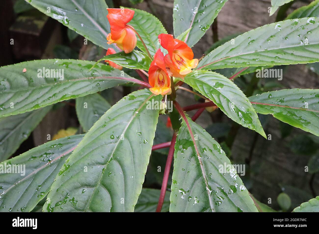 Bilabiate flowers hi-res stock photography and images - Alamy