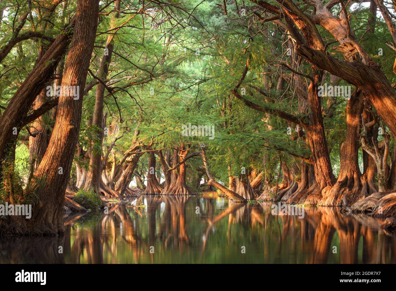 Willow trees surround Lake Camecuaro, Michoacan, Mexico at sunset Stock ...