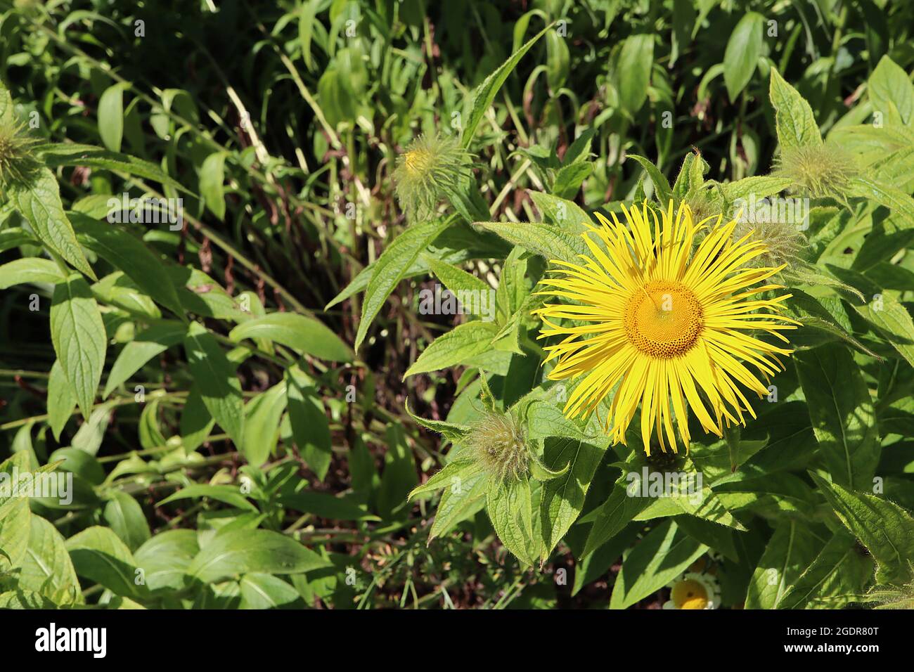 Inula magnifica ‘Hookeri’ Hooker inula – large daisy-like yellow ...