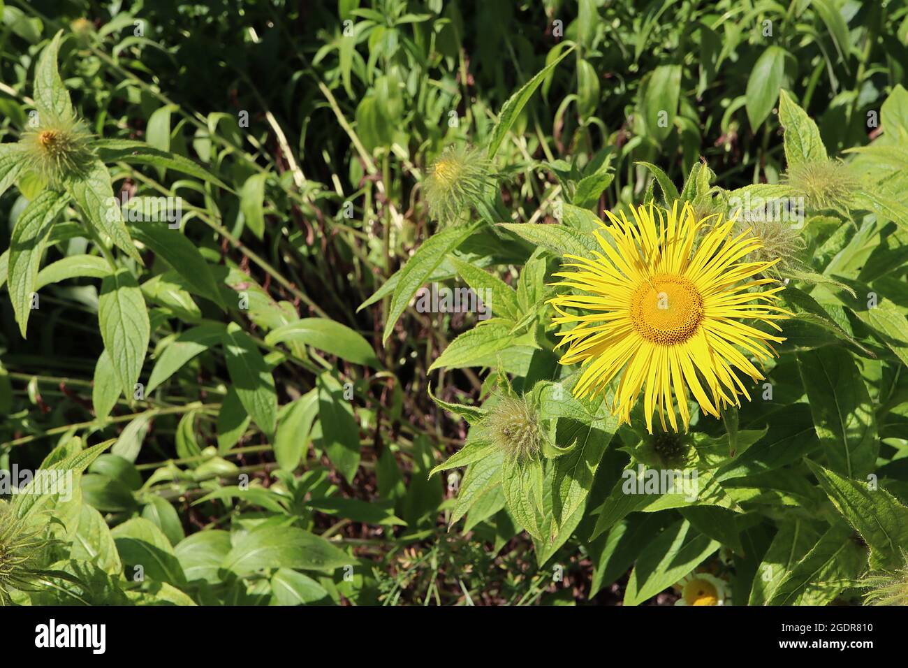 Slender lance shaped petals hi-res stock photography and images - Alamy