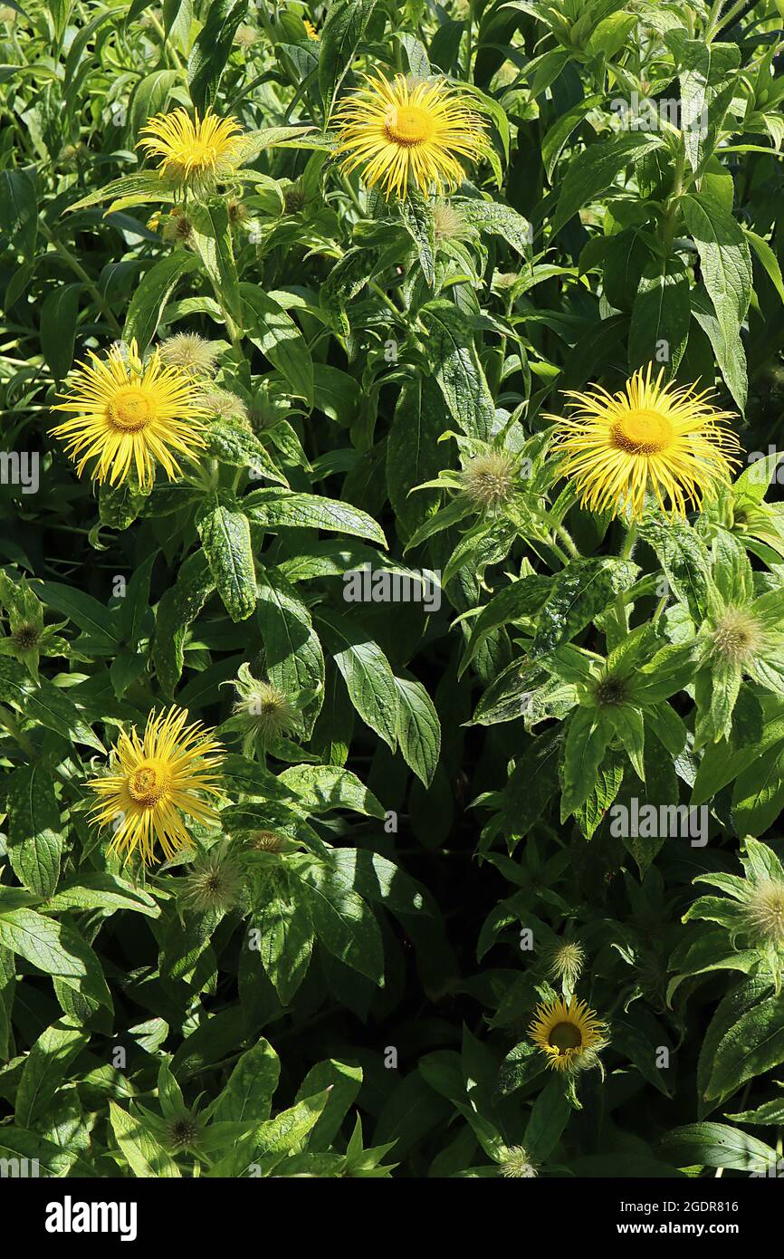 Inula magnifica ‘Hookeri’ Hooker inula – large daisy-like yellow ...