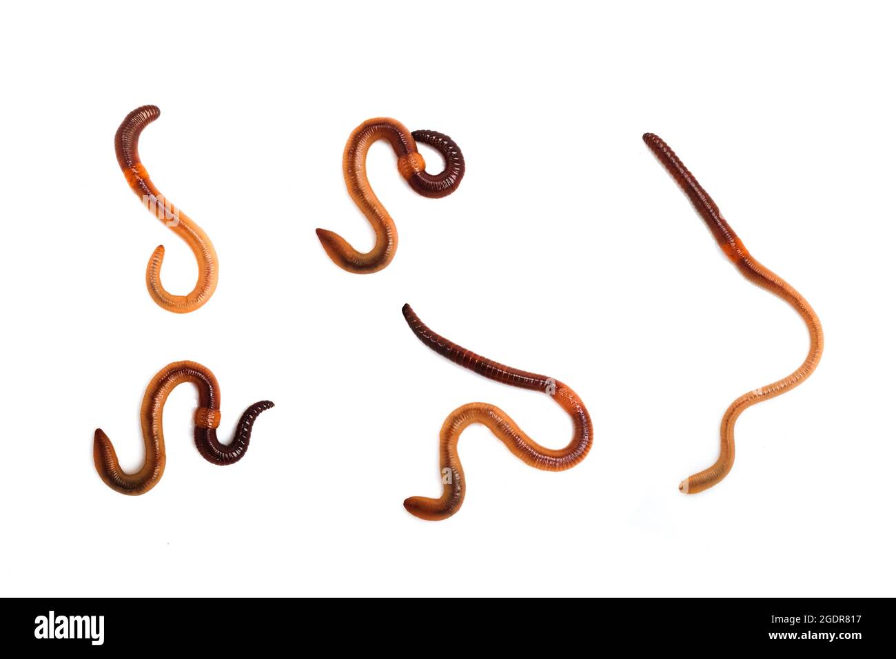 Earth worm and grass Cut Out Stock Images & Pictures - Alamy