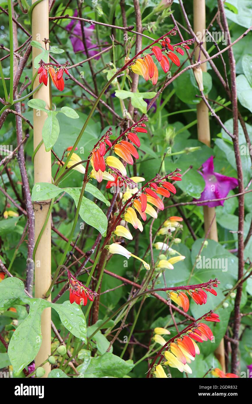 Firecracker vine hi-res stock photography and images - Alamy