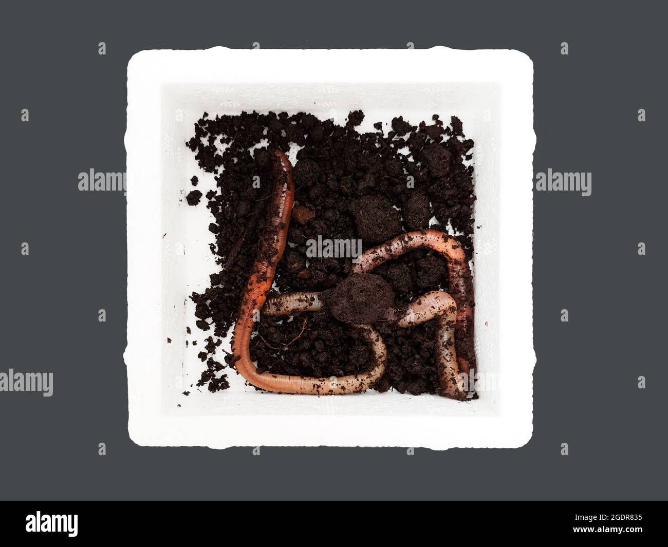 Earthworm eel hi-res stock photography and images - Alamy