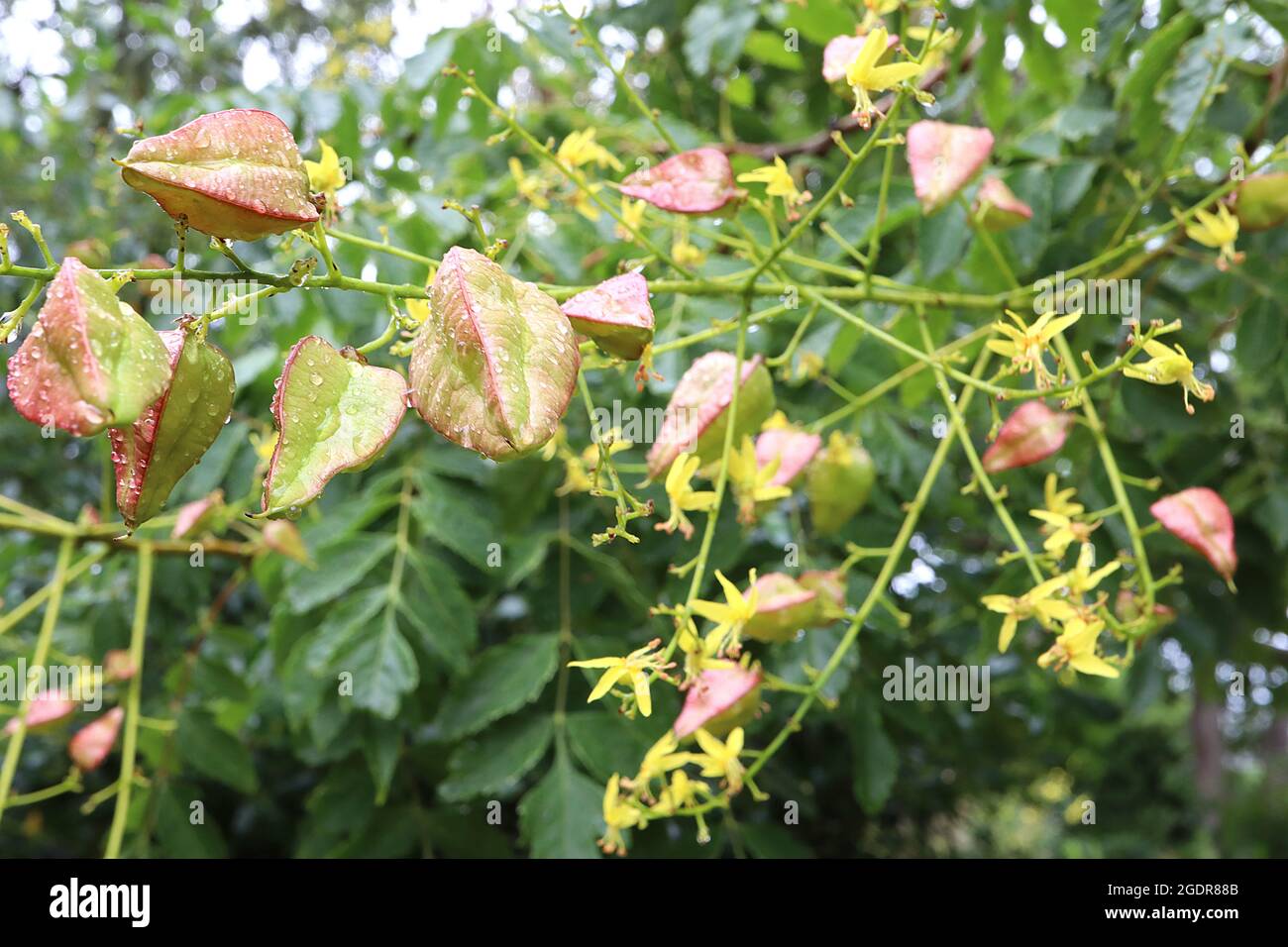 Koelreuteria paniculata pride of India – small yellow flowers, large ...