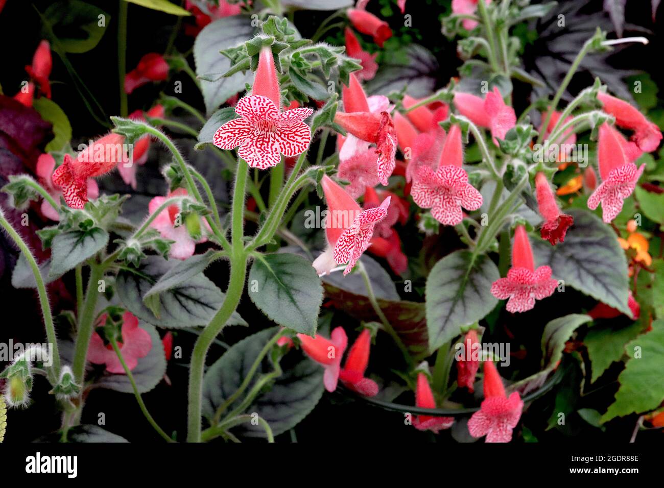 Kohleria ‘Sunshine’ Coral pink salver-form flowers with white petals ...