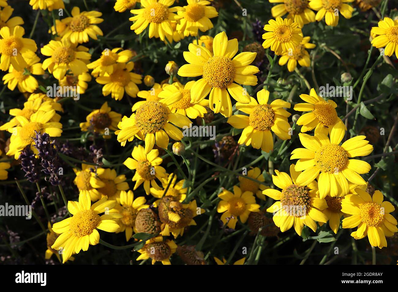 Lasthenia glabrata yellow-rayed lasthenia – yellow daisy-like flowers ...