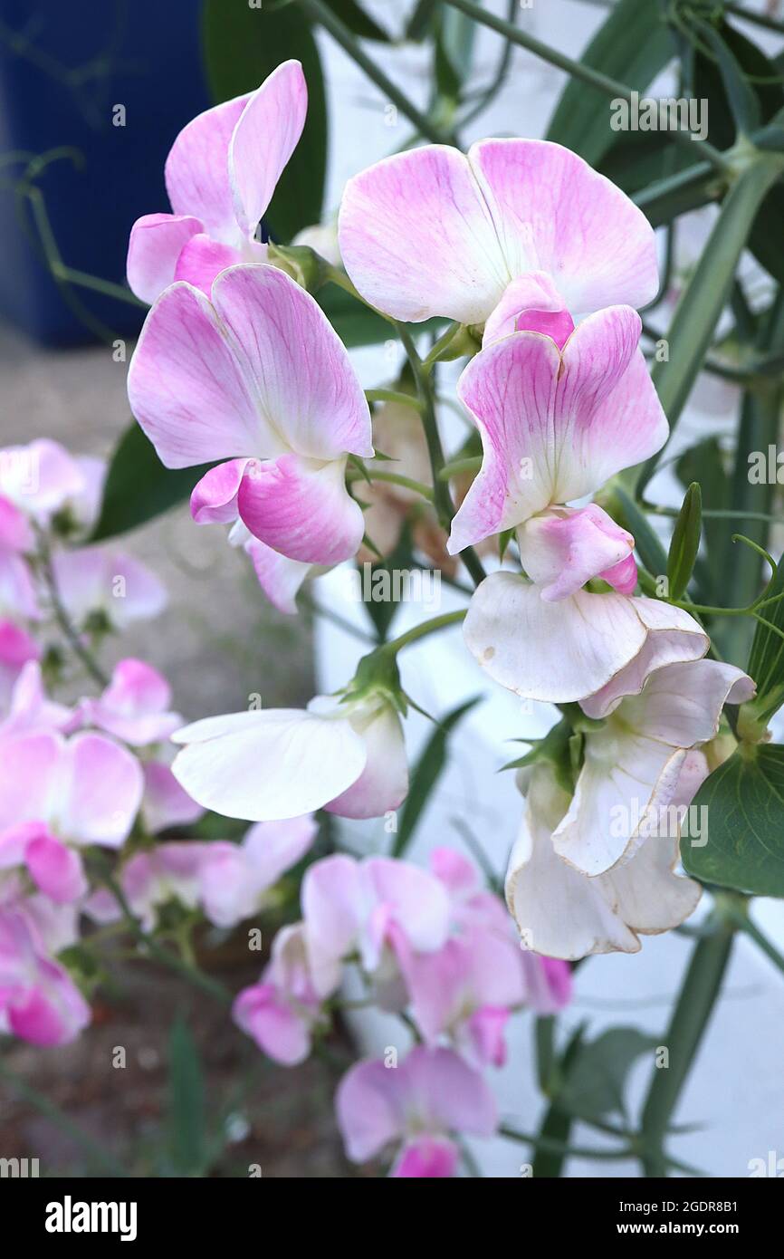 Lathyrus latifolius broad-leaved everlasting pea – unscented medium ...
