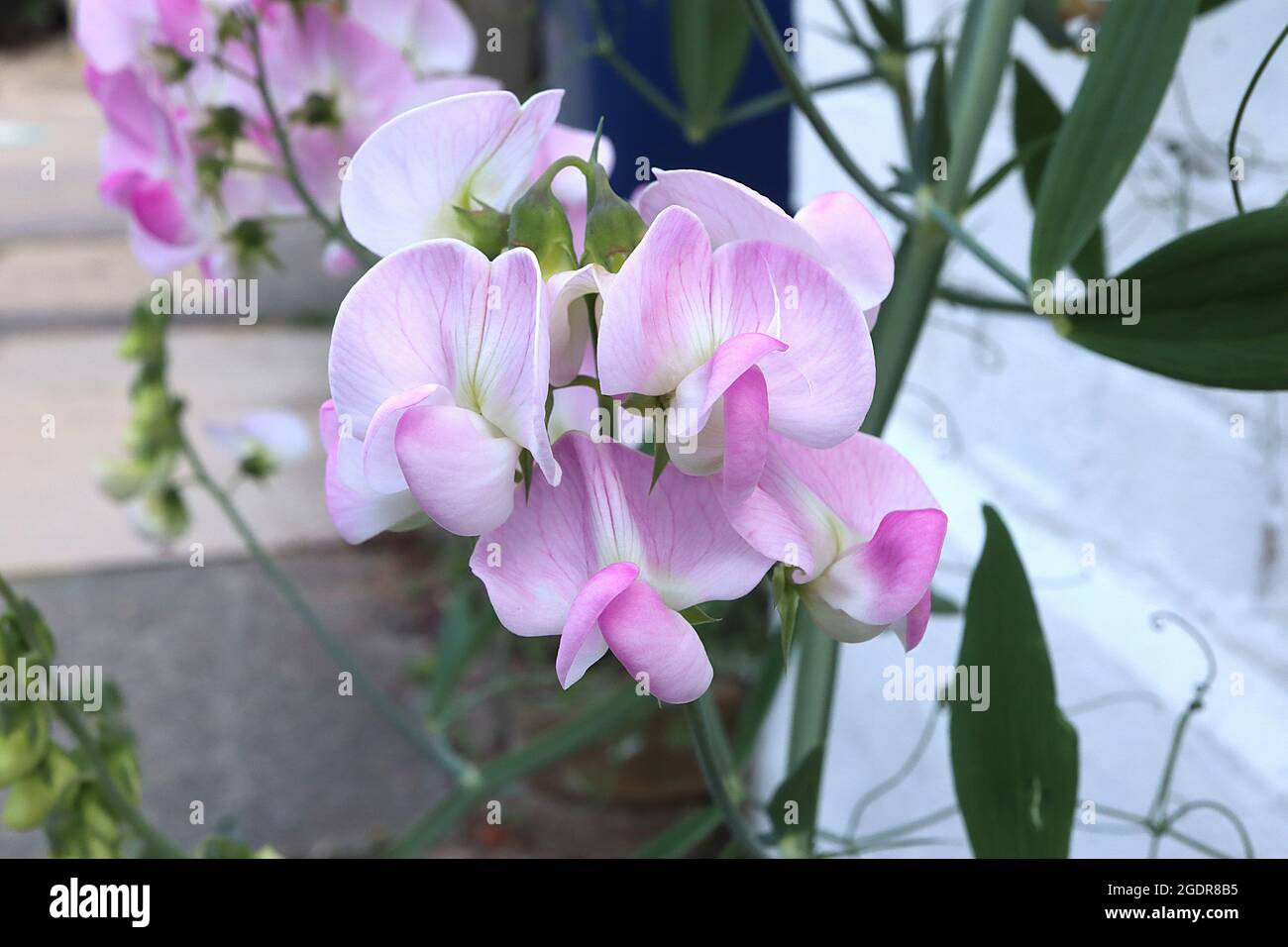 Lathyrus latifolius broad-leaved everlasting pea – unscented medium ...