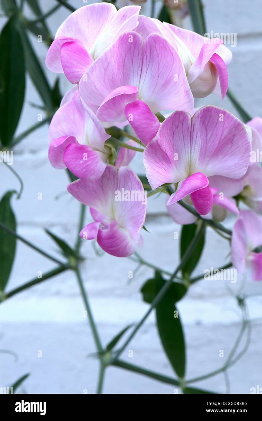 Lathyrus latifolius broad-leaved everlasting pea – unscented medium ...