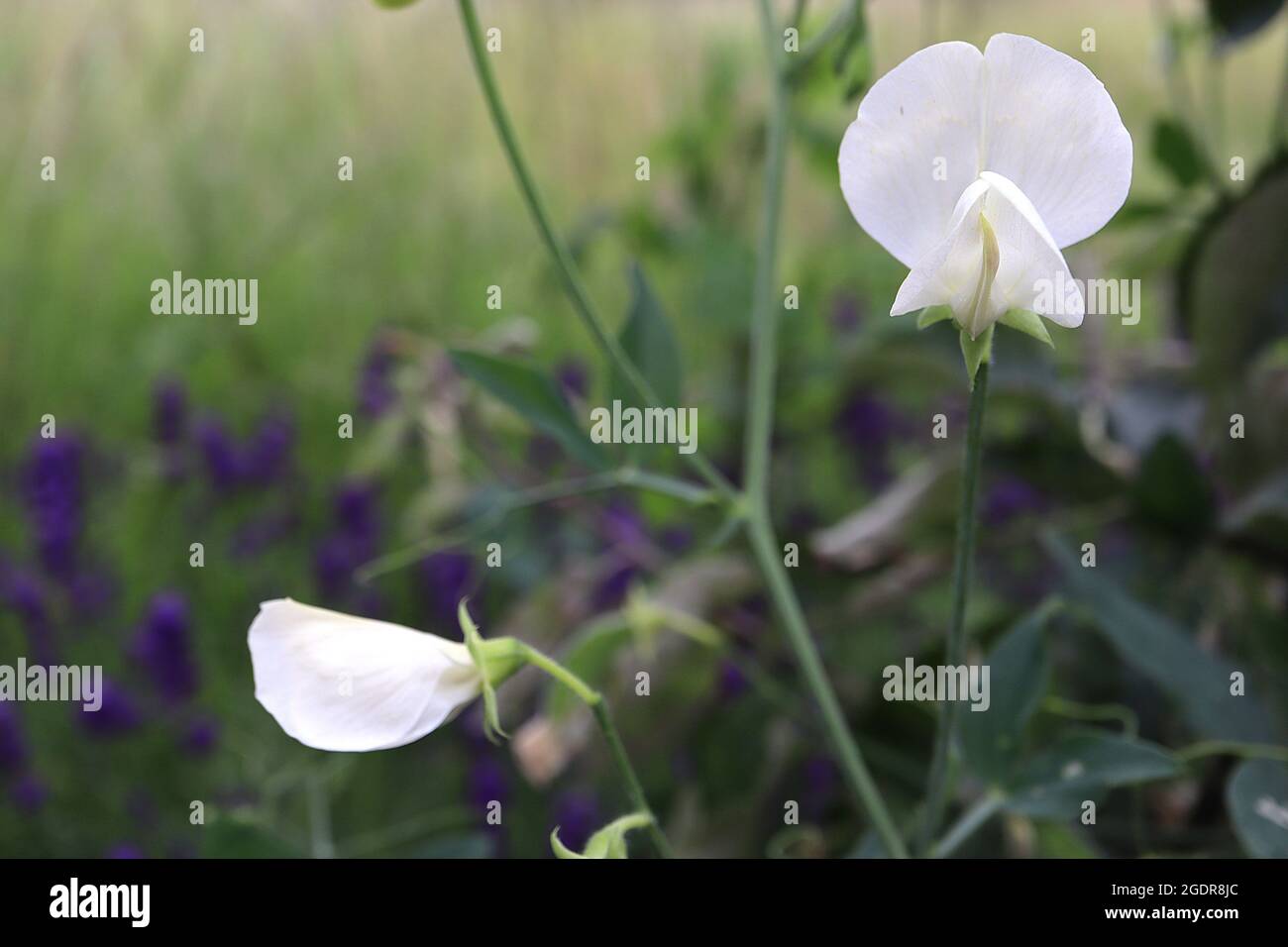 Lathyrus odoratus ‘Pulsar’ sweet pea Pulsar – white pea-like flowers ...
