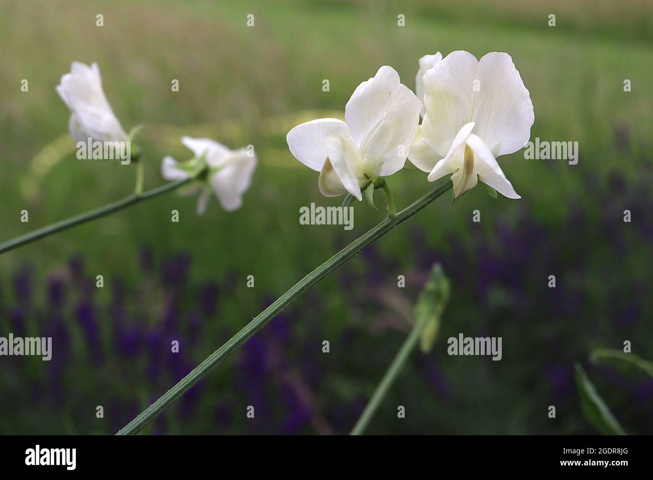 Lathyrus odoratus ‘Pulsar’ sweet pea Pulsar – white pea-like flowers ...