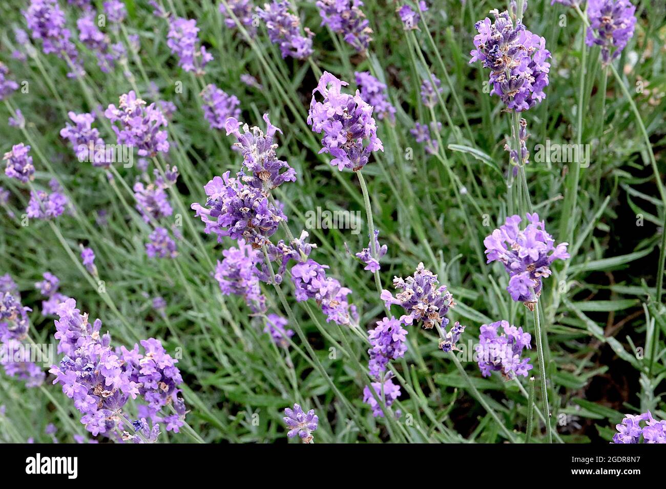 English lavender rosea hi-res stock photography and images - Alamy