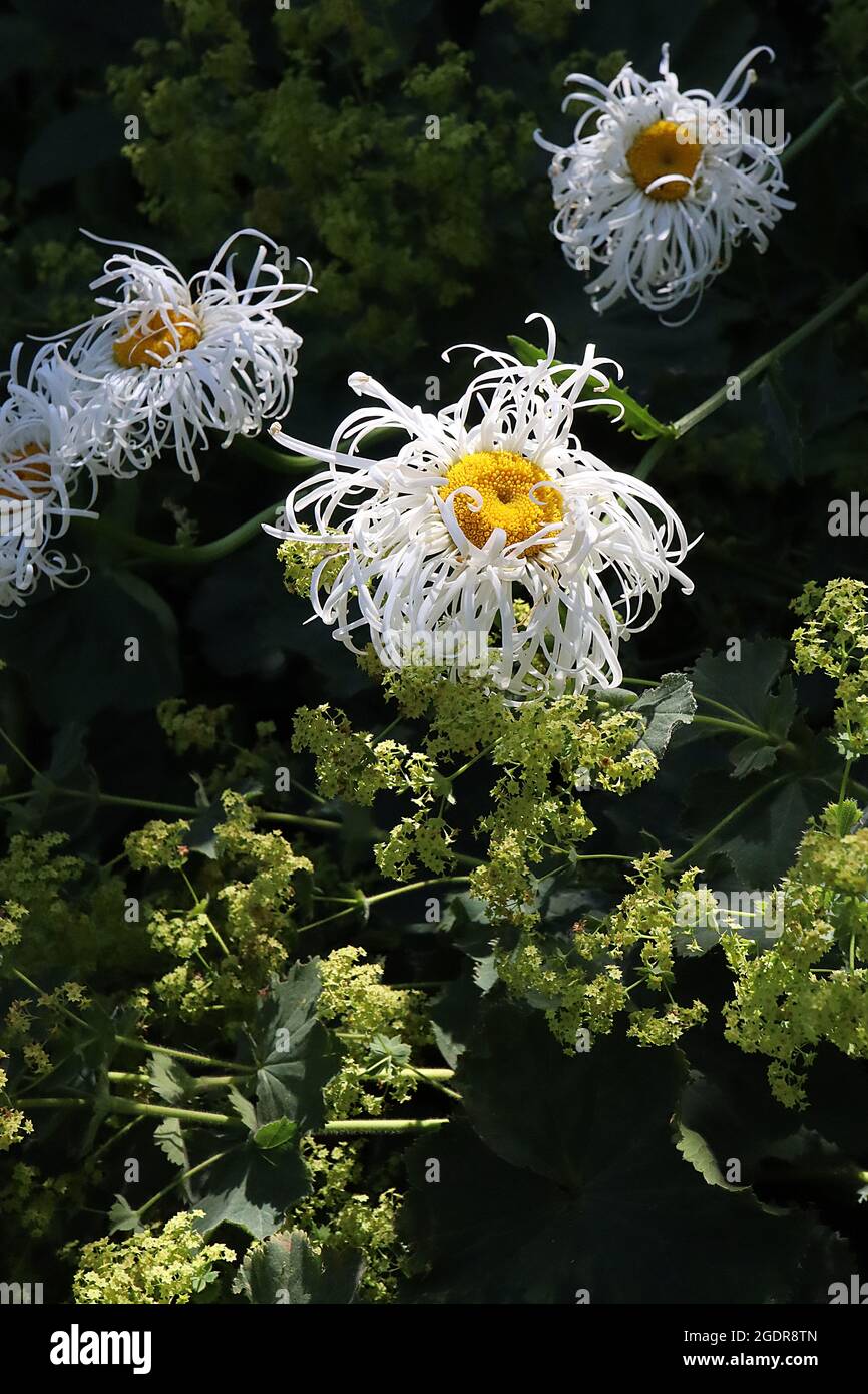 Large white daisy flowers hi-res stock photography and images - Alamy