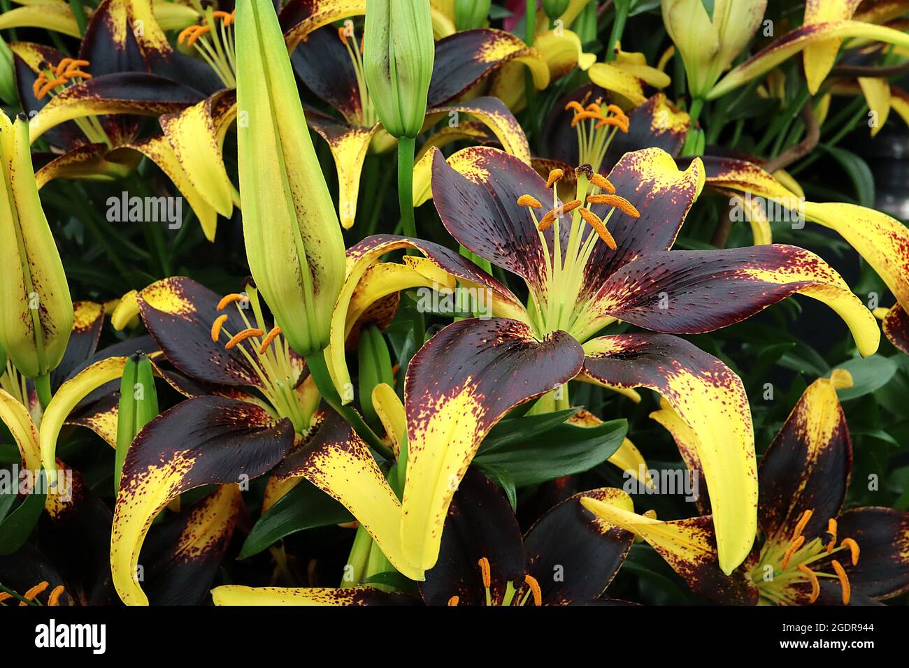 Maroon flowers hi-res stock photography and images - Alamy