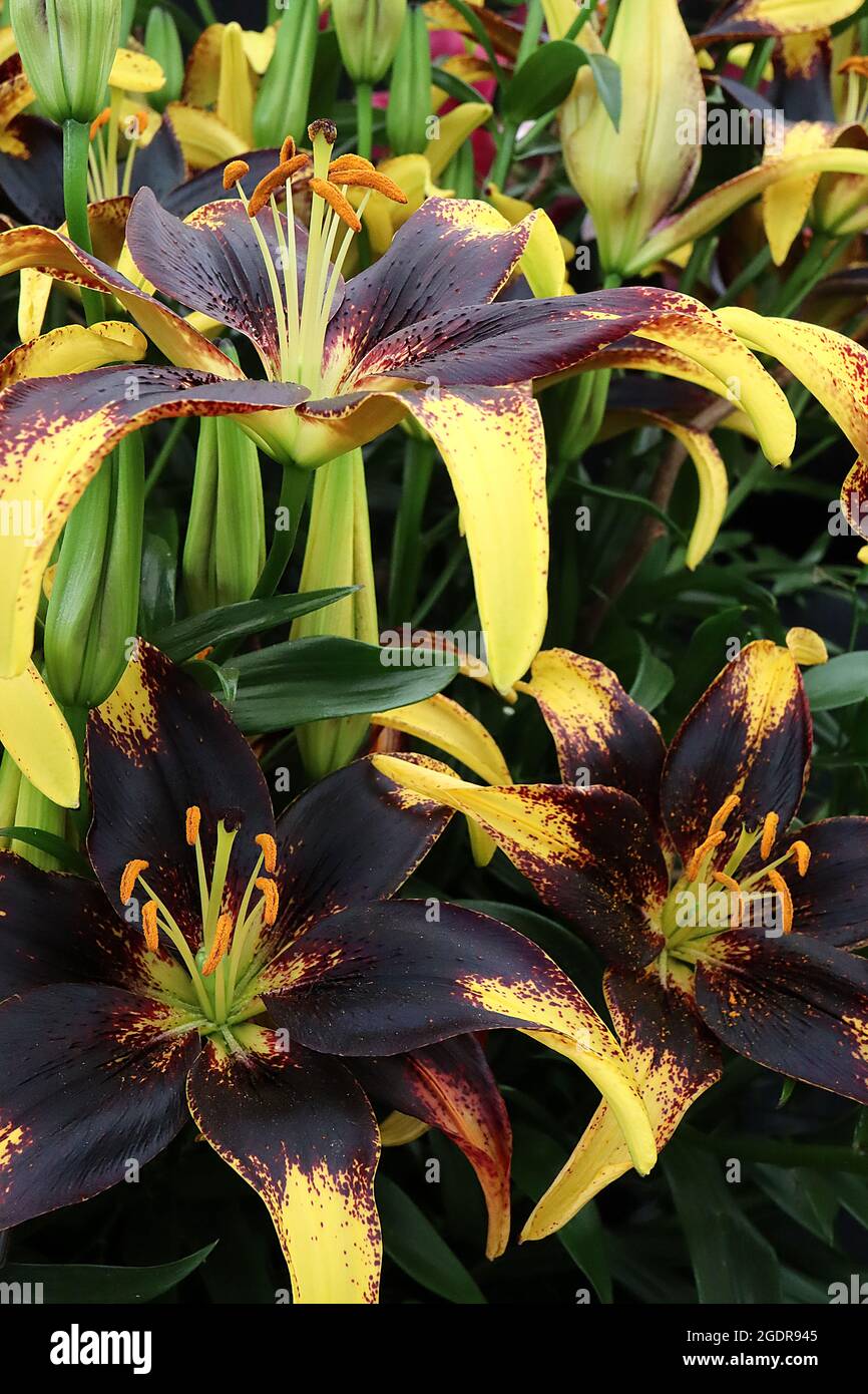 Maroon and yellow flowers hi-res stock photography and images - Alamy