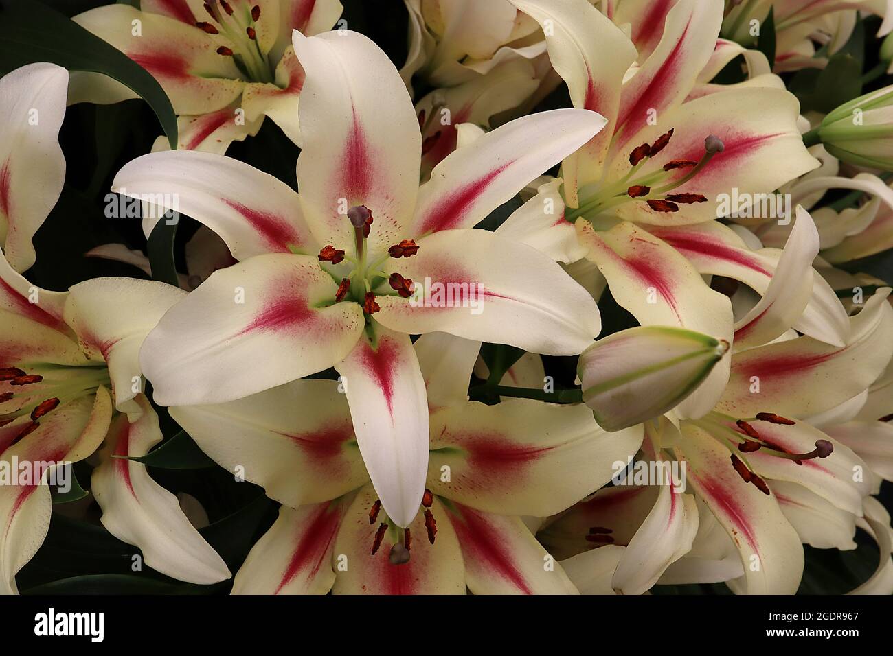 Lilium ‘Nymph’ oriental lily Nymph – scented white flowers with crimson ...