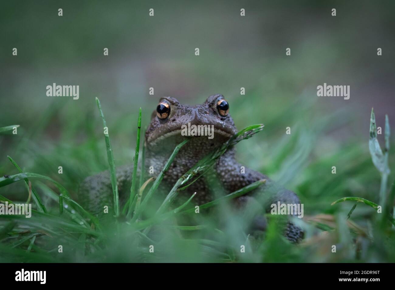 Frog among vegetation hi-res stock photography and images - Alamy