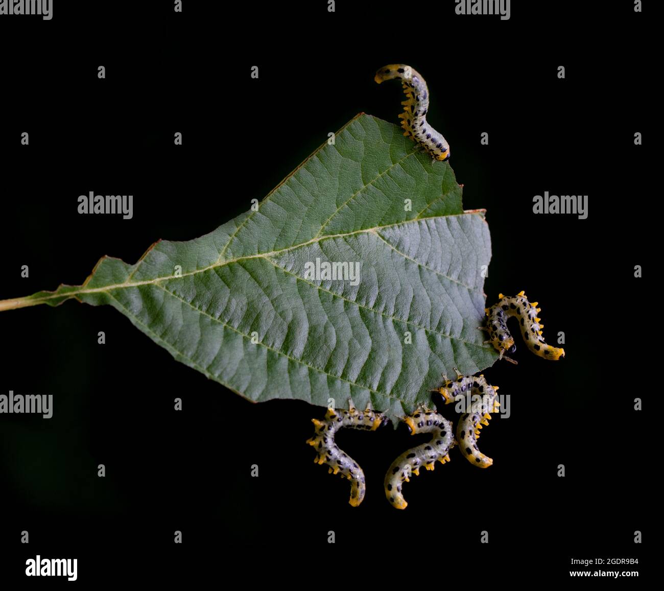 Food shaped caterpillar hi-res stock photography and images - Alamy